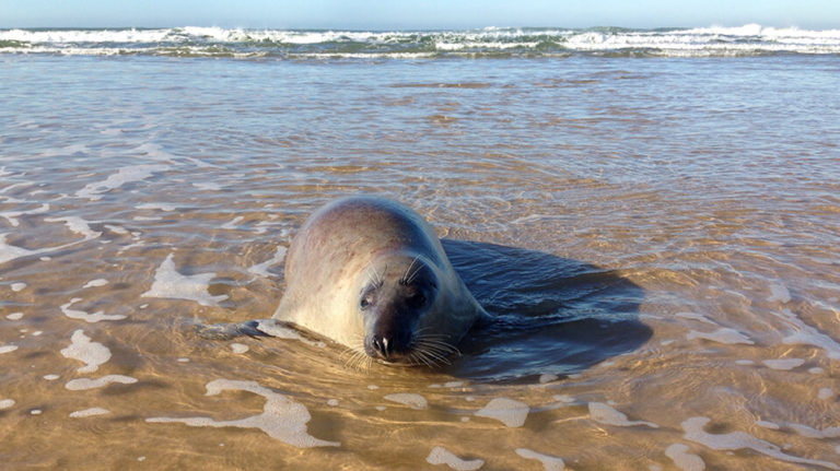 "Phoque You" : La nouvelle star du web - Tendance Bassin